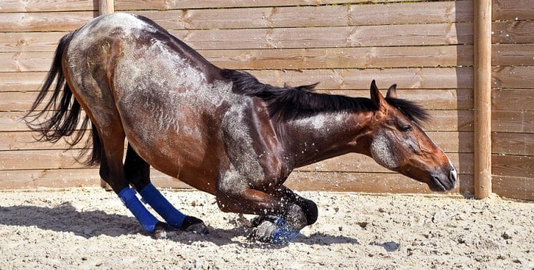 Why Does My Horse Keep Tripping? 13 Reasons Why Your Horse Might Be ...