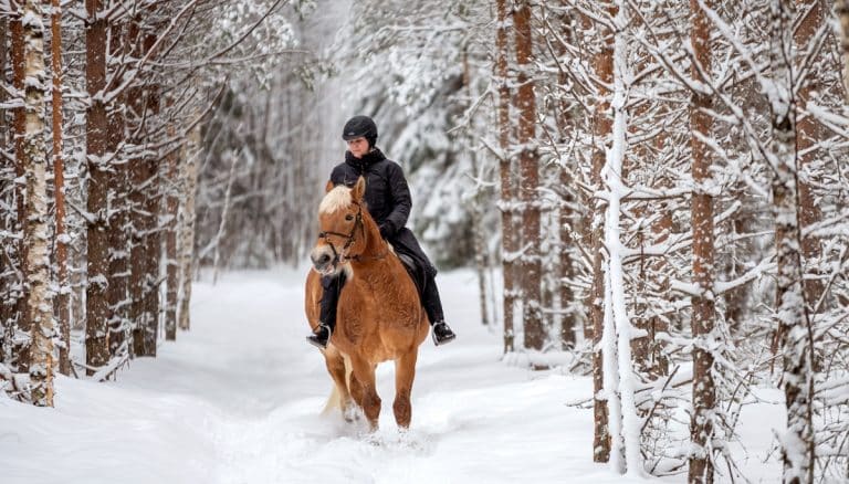 How To Ride Safely In The Snow – Horse FactBook