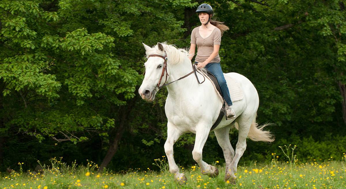 Is Horse Riding Vegan? – Horse FactBook