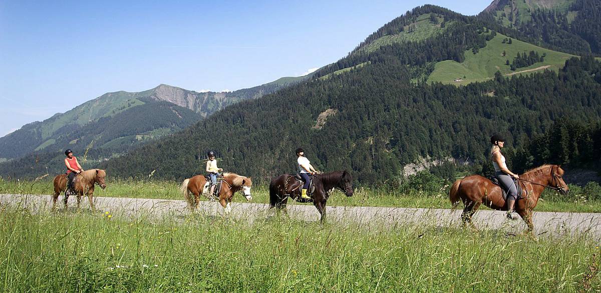 Top 12 Best Horse Breeds For Beginners And Why – Horse FactBook