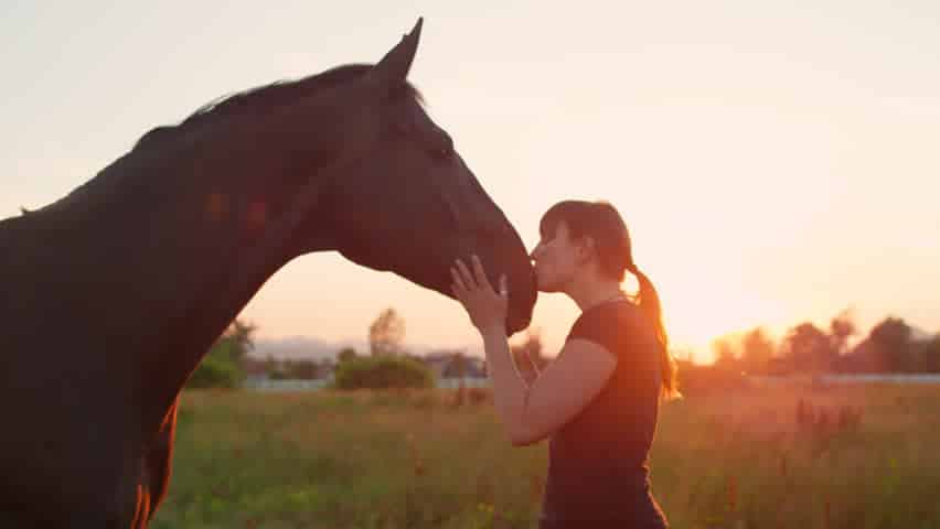 Want To Work With Horses? The 15 Best Equine Career Options – Horse ...