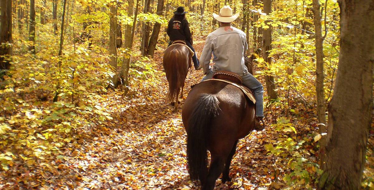 Top 11 Best Horse Breeds For Trail Riding – Horse FactBook