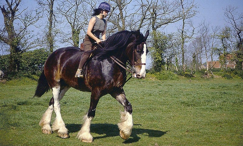 Heavyweight Champs: 5 Best Horses for Larger Riders – Horse FactBook