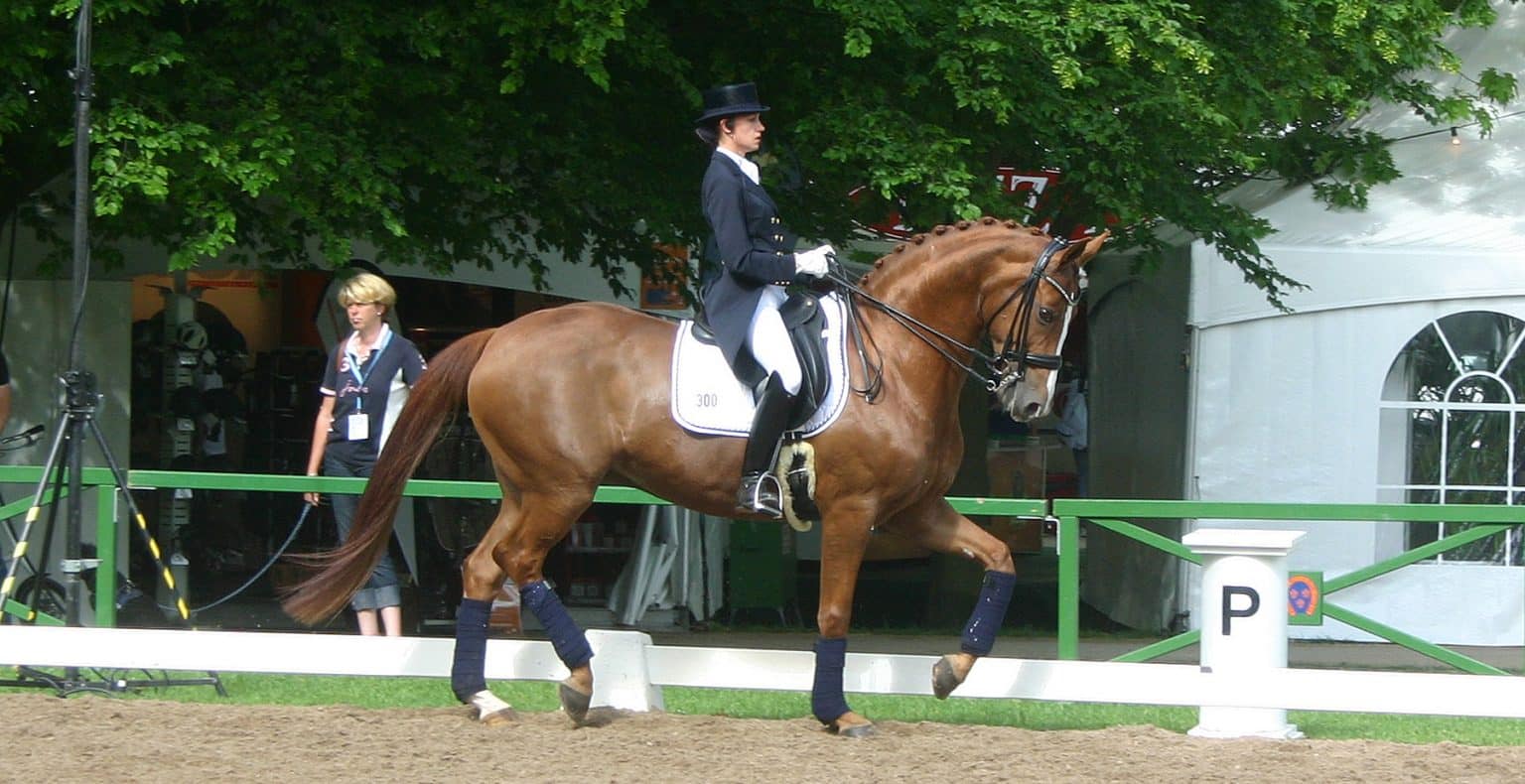 Best Breeds For Dressage At All Levels Horse FactBook best-breeds-for-dressage-at-all-levels-horse-factbook