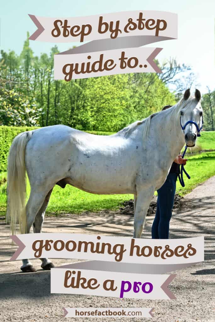 Step By Step Guide To Grooming Horses Like A Pro – Horse FactBook