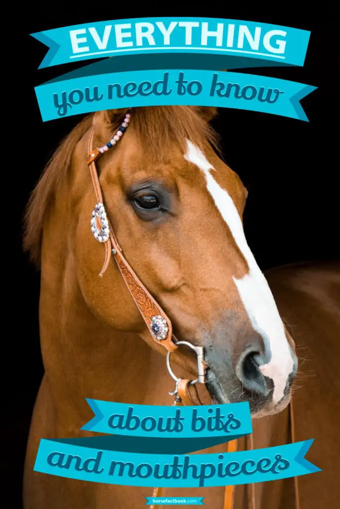 Horse Bits: EVERYTHING You Need To Know About Bits & Mouthpieces (with ... Horse Bits: EVERYTHING You Need To Know About Bits & Mouthpieces (with ...