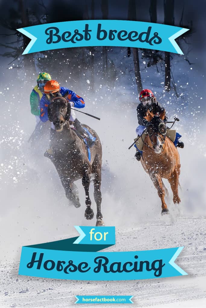 Best Horse Breeds For Racing (Including Top Speeds) – Horse FactBook