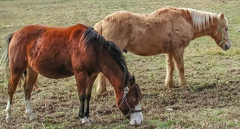 When Should You Retire A Horse? – Horse FactBook