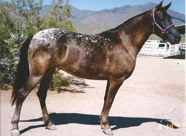 9 Spotted Horse Breeds Guaranteed To Get You Noticed! – Horse FactBook