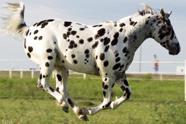 9 Spotted Horse Breeds Guaranteed To Get You Noticed! – Horse FactBook