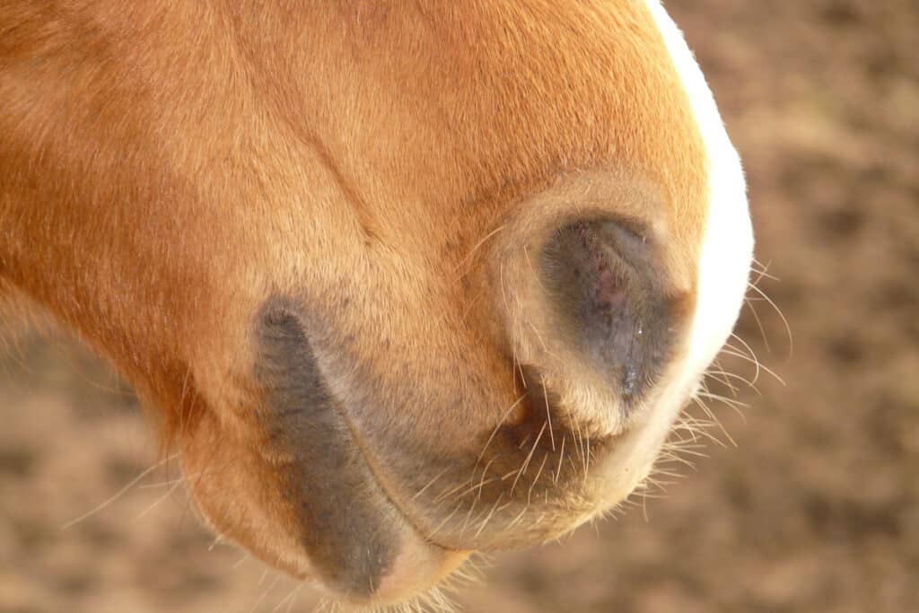 The Important Facts About Equine Influenza – Horse FactBook