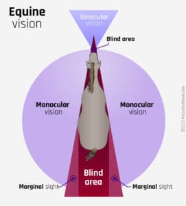 How Do Horses See? The World From A Horse’s Point Of View – Horse FactBook