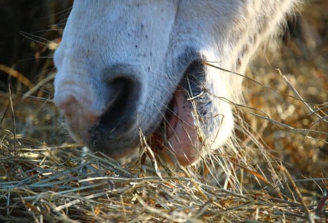 Common Types Of Feed: What You Should Feed Your Horse & How Much ...