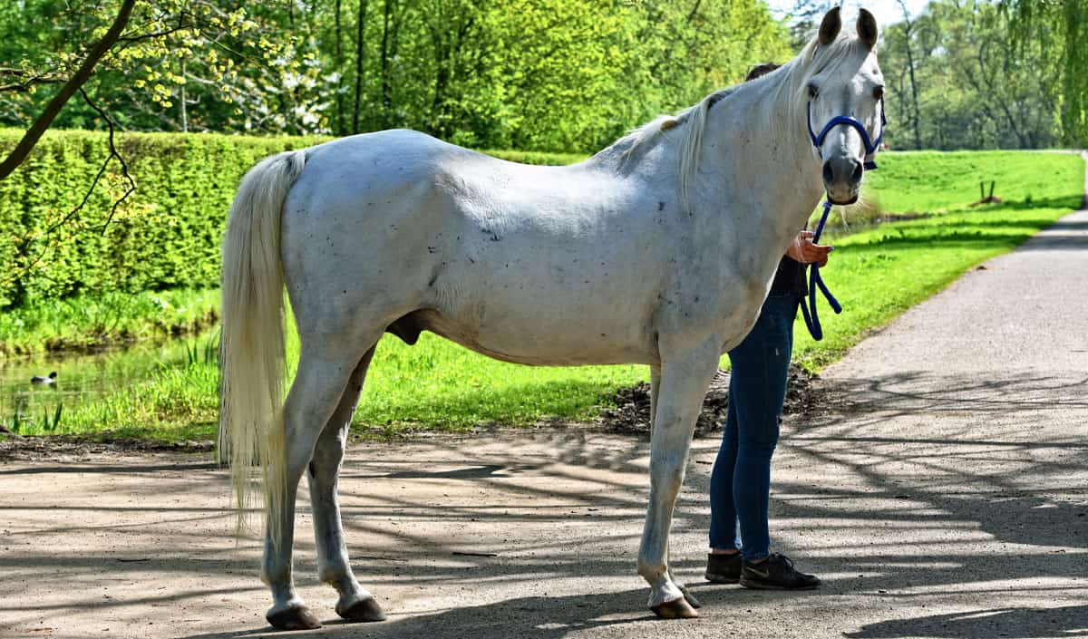Step By Step Guide To Grooming Horses Like A Pro – Horse FactBook