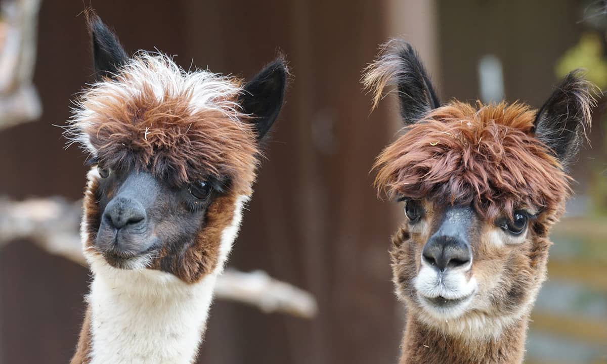 Do Alpacas Make Good Companions For Horses? – Horse FactBook