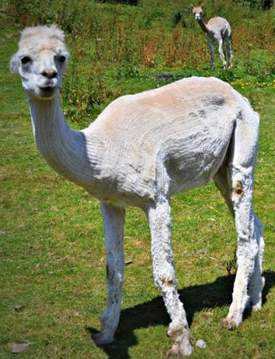 Do Alpacas Make Good Companions For Horses? – Horse FactBook