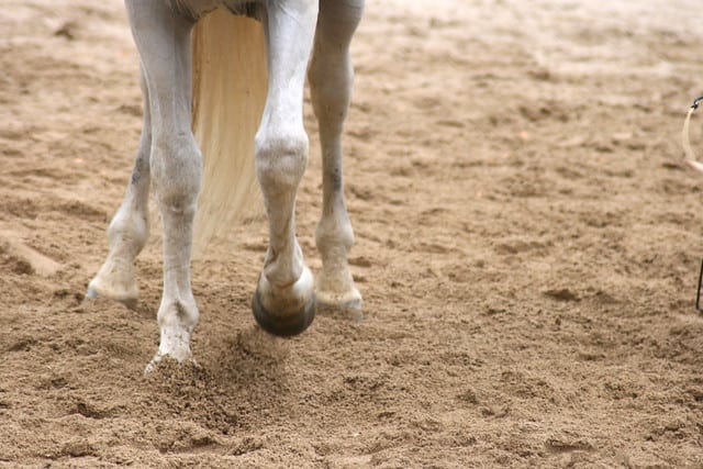 Why Does My Horse Paw At The Ground? – Horse FactBook