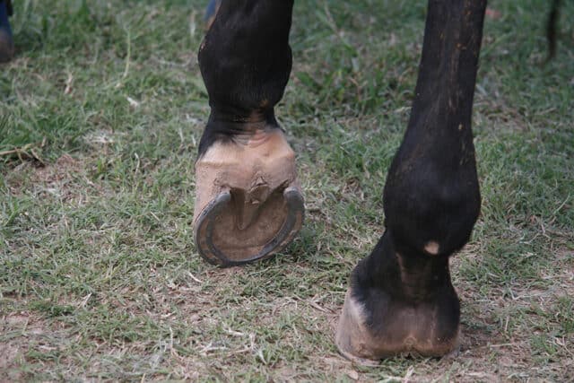 Lameness In Horses: What Does It Really Mean? – Horse FactBook