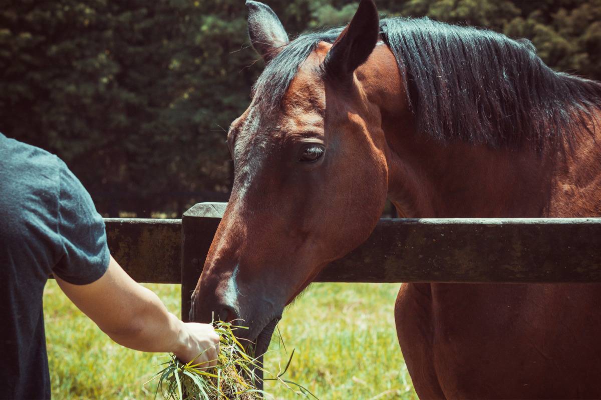 Overcoming Your Fear Of Horses? How To Do It Successfully – Horse FactBook