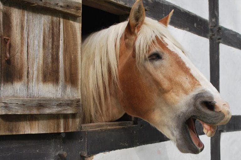 10 Common Sounds Horses Make & What They Mean (with videos) – Horse ...