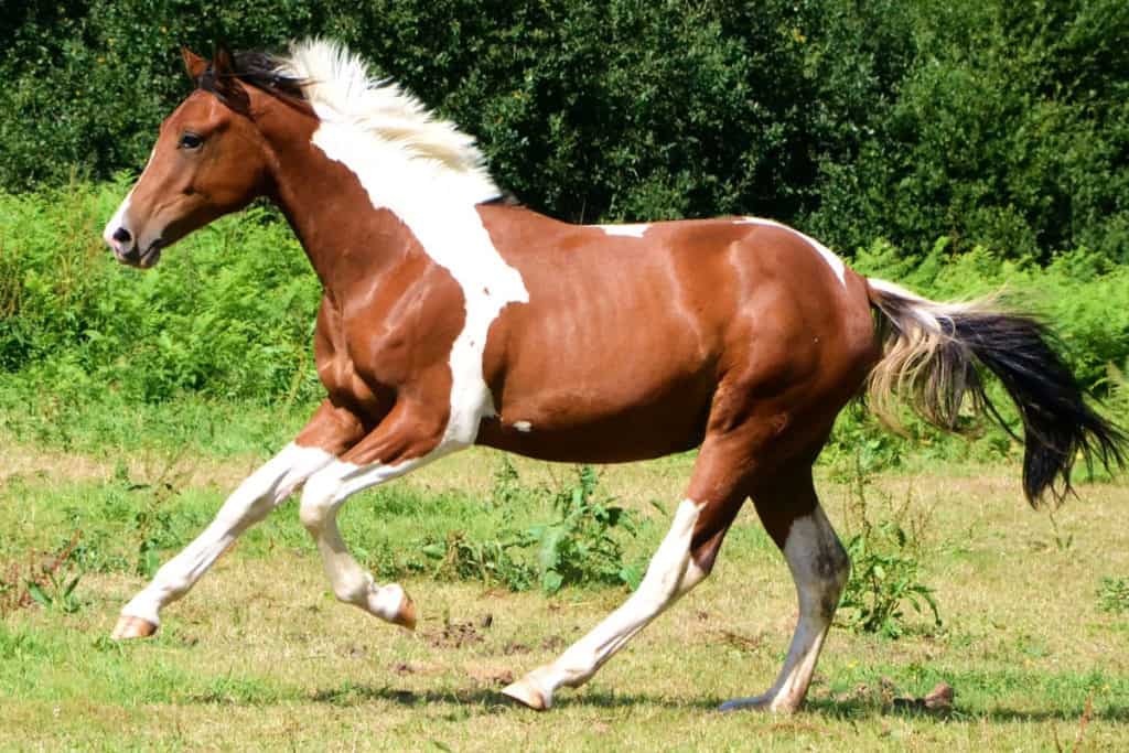 175+ Awesome Names For Colored Horses – Horse FactBook