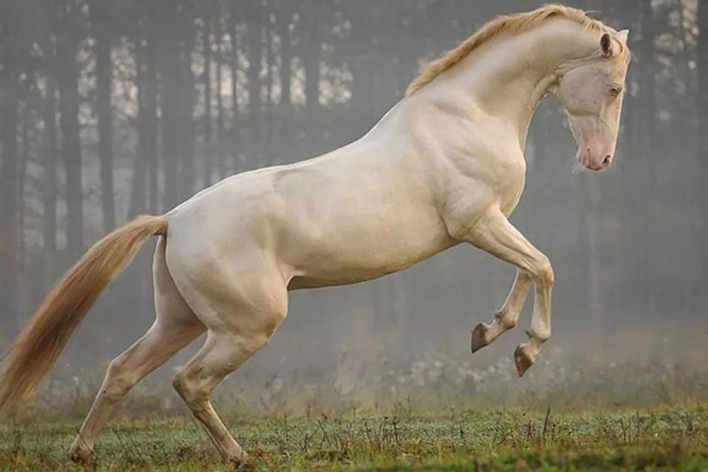 13 Of The Rarest Breeds In The World That Might Surprise You. – Horse ...