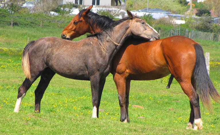 Do Horses Like To Be Hugged And Will They Hug You Back? – Horse FactBook