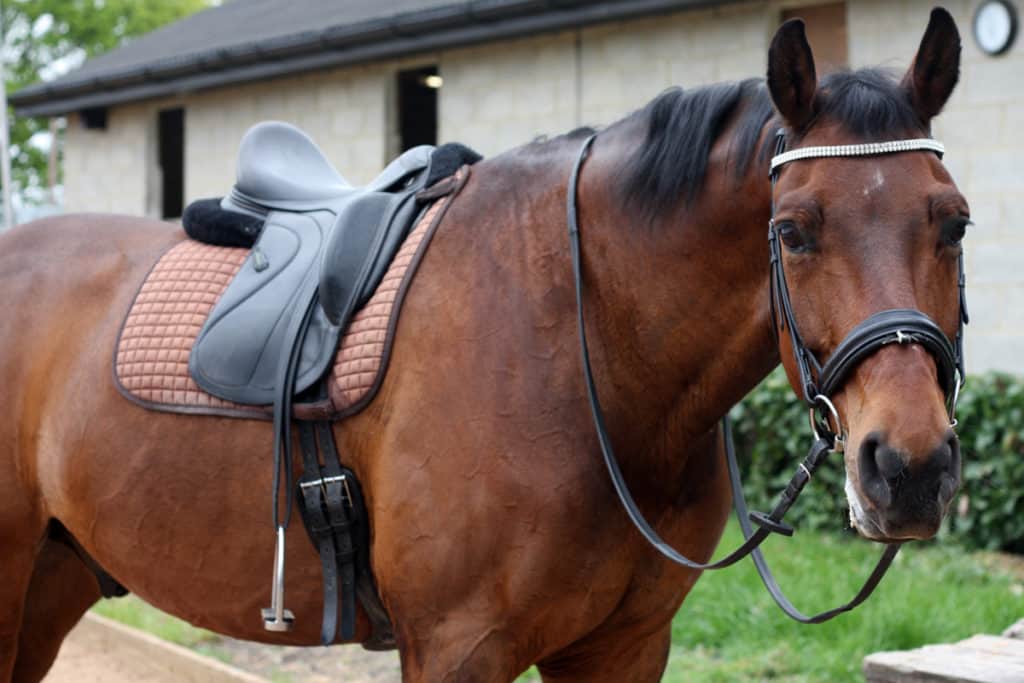 What Tack Does A Horse Need? Everything You’ll Need to Ride – Horse ...