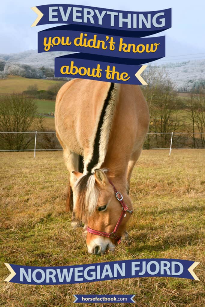 18 Incredible & Fascinating Facts About The Norwegian Fjord – Horse ...