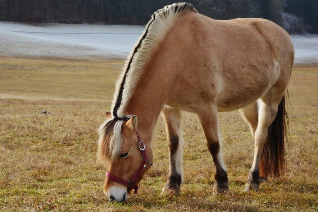 18 Incredible & Fascinating Facts About The Norwegian Fjord – Horse ...