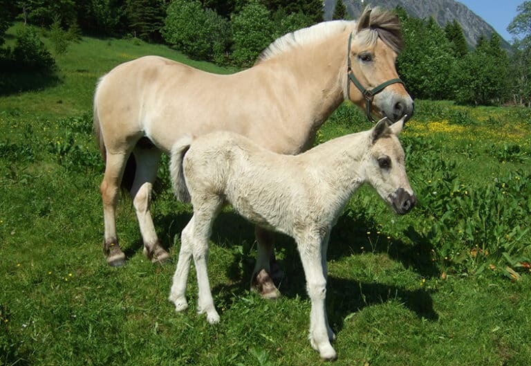 18 Incredible & Fascinating Facts About The Norwegian Fjord – Horse ...