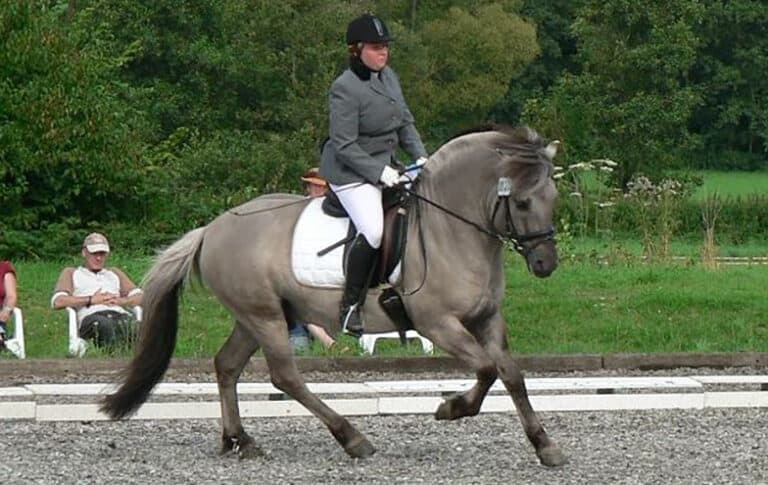 18 Incredible & Fascinating Facts About The Norwegian Fjord – Horse ...