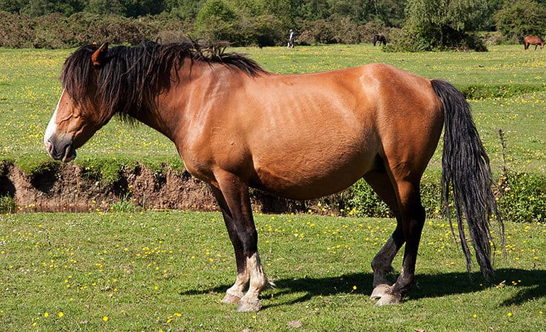 Do Horses Really Sleep Standing Up? A Guide To How Horses Sleep – Horse ...