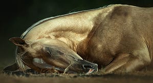 Do Horses Really Sleep Standing Up? A Guide To How Horses Sleep – Horse ...