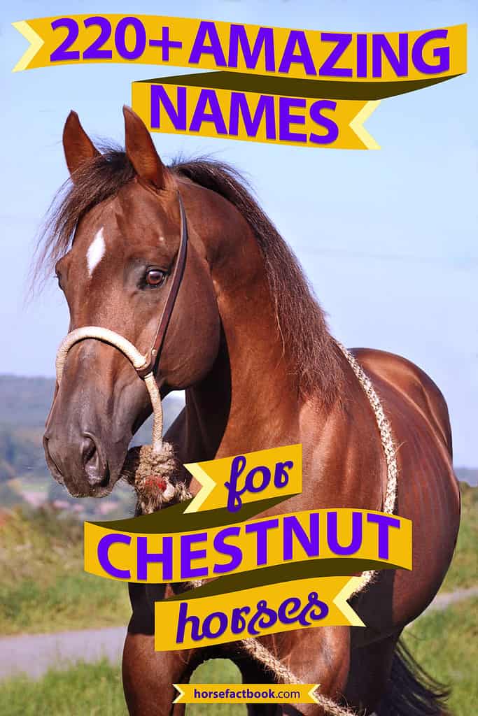 225 Unique Names For Chestnut Horses Of All Shades Horse FactBook