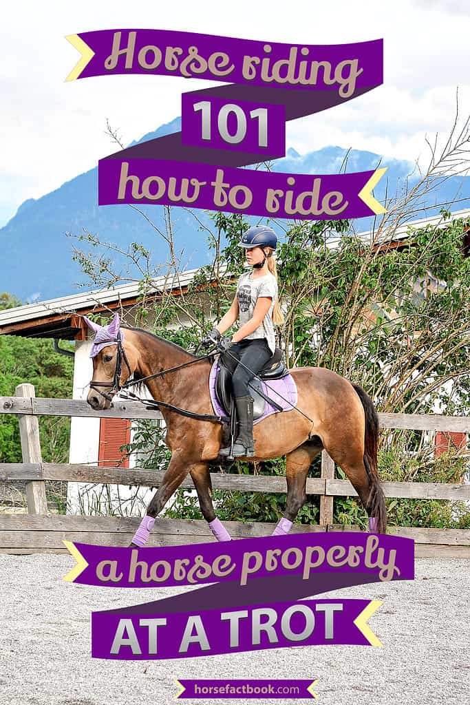 Horse Riding 101: Learn How To Ride A Horse At A Trot – Horse FactBook