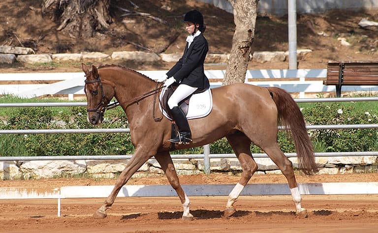 Horse Riding 101: Learn How To Ride A Horse At A Trot – Horse FactBook