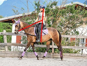 Horse Riding 101: Learn How To Ride A Horse At A Trot – Horse FactBook