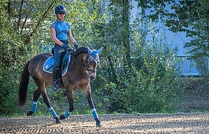 Horse Riding 101: Learn How To Ride A Horse At A Trot – Horse FactBook