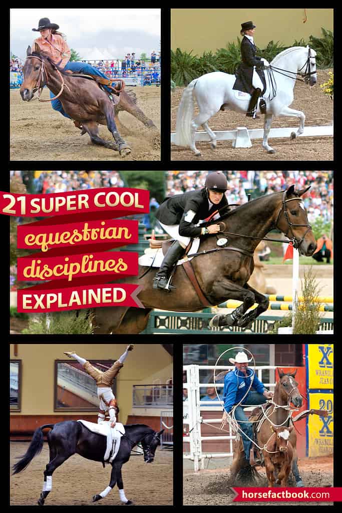 The 21 Most Popular Disciplines Of All Time Explained – Horse FactBook