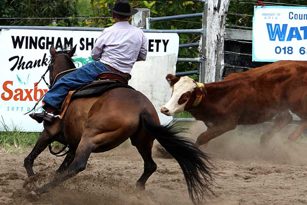 Team Penning: A Beginner’s Guide To Getting Started In The Sport ...