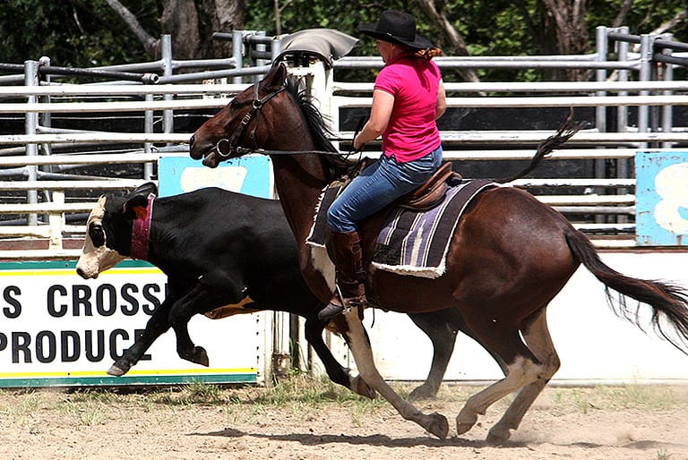 Team Penning: A Beginner’s Guide To Getting Started In The Sport ...