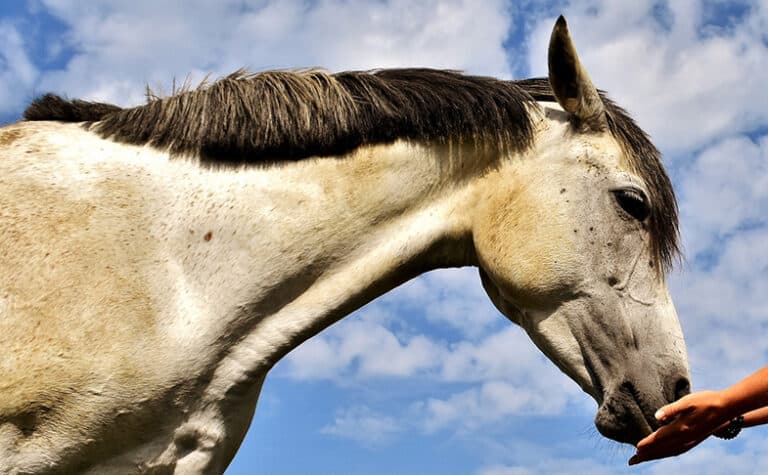 8 Essential Rules To Help You Stay Safe Around Horses – Horse FactBook