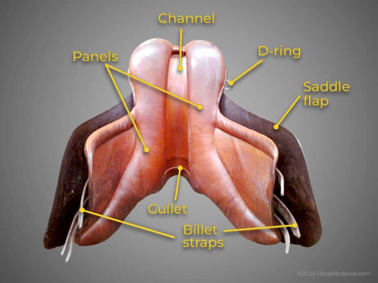 The Ultimate Guide To Different Parts Of An English Saddle – Horse FactBook
