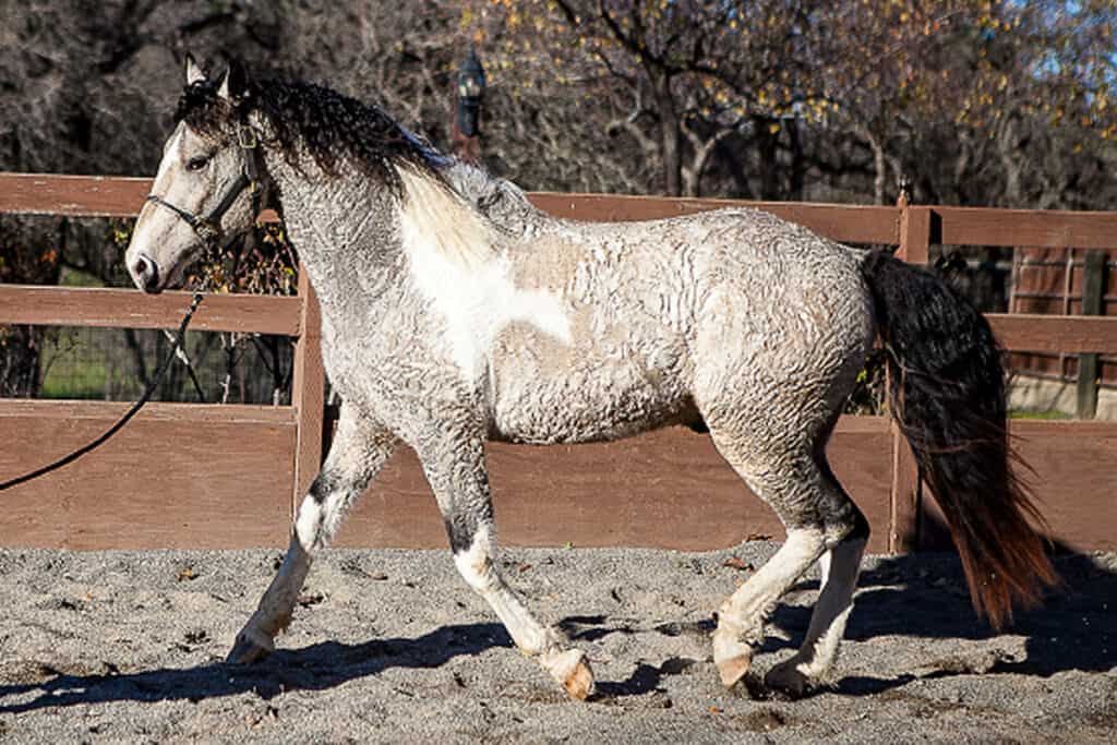 13 Incredible & Fascinating Facts About The Bashkir Curly – Horse FactBook