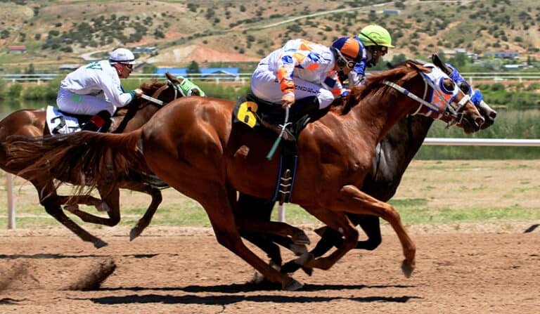 Why Do Horses Wear Blinders? Everything You Need To Know – Horse FactBook